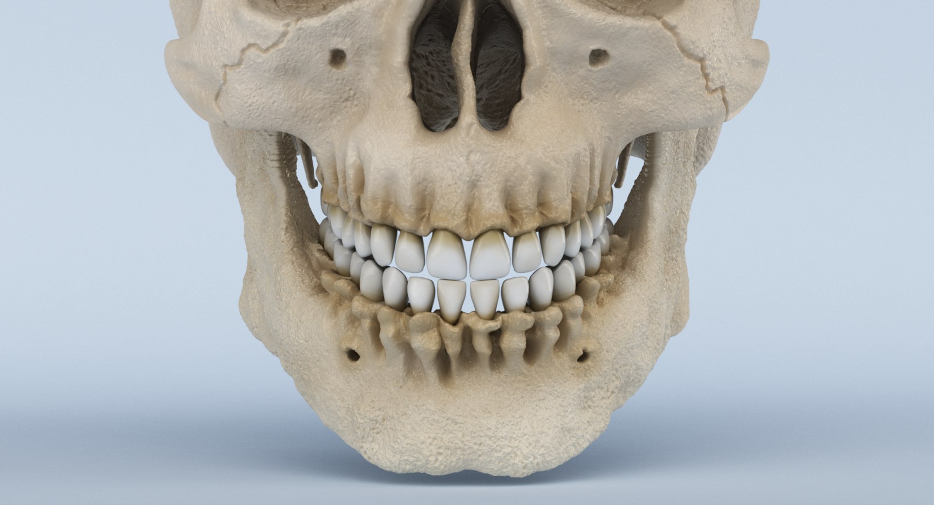 3d model of skull anatomy