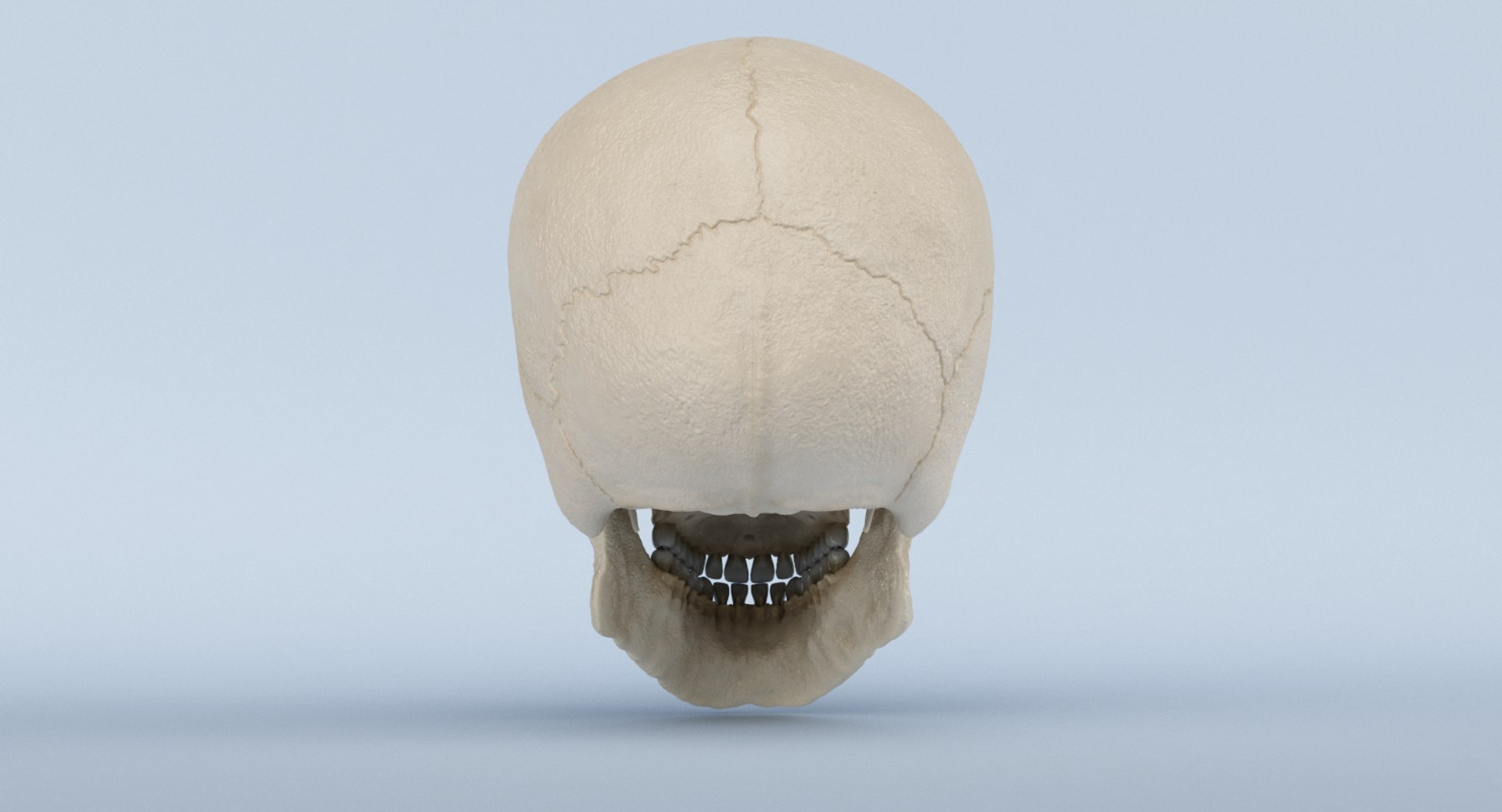 3d model of skull anatomy