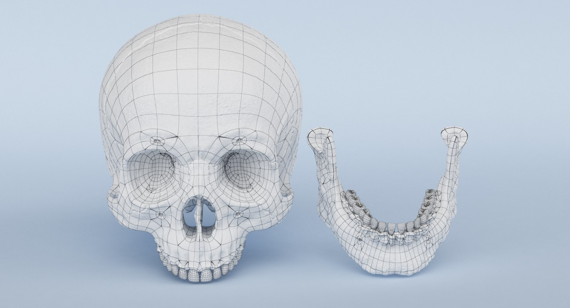 3d Model Of Skull Anatomy