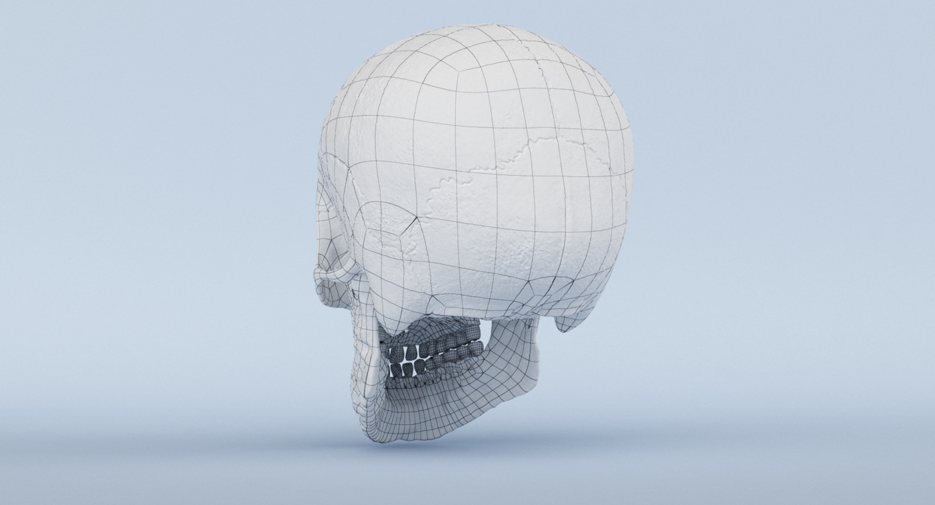 3d Model Of Skull Anatomy
