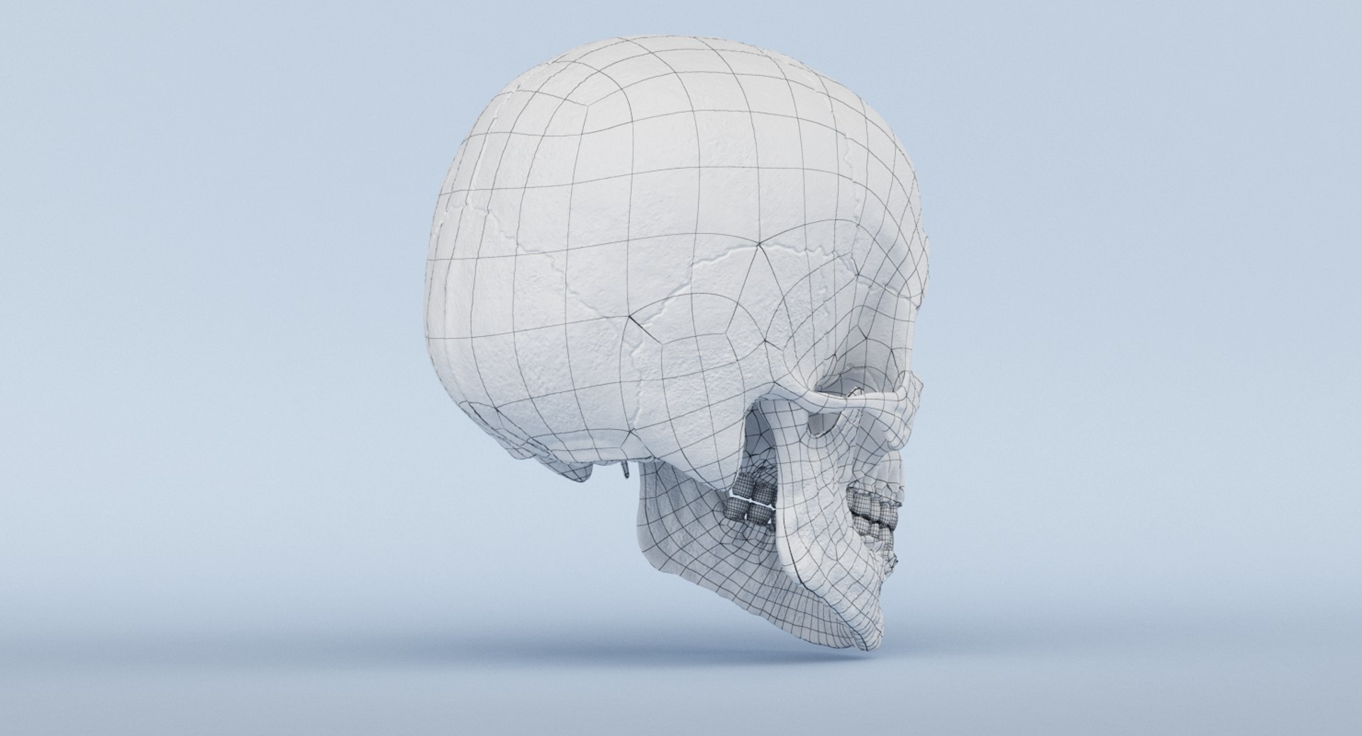 3d Model Of Skull Anatomy