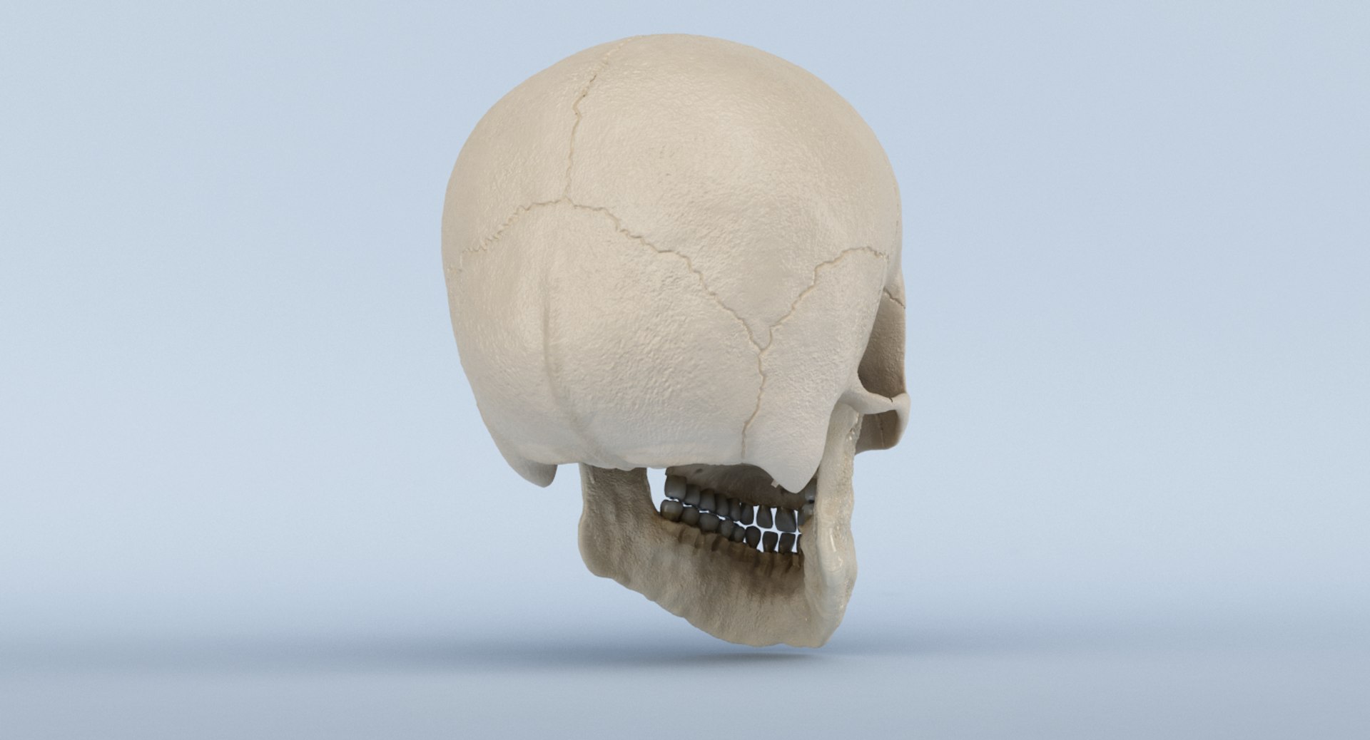 3d model of skull anatomy