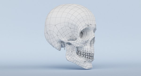3d model of skull anatomy