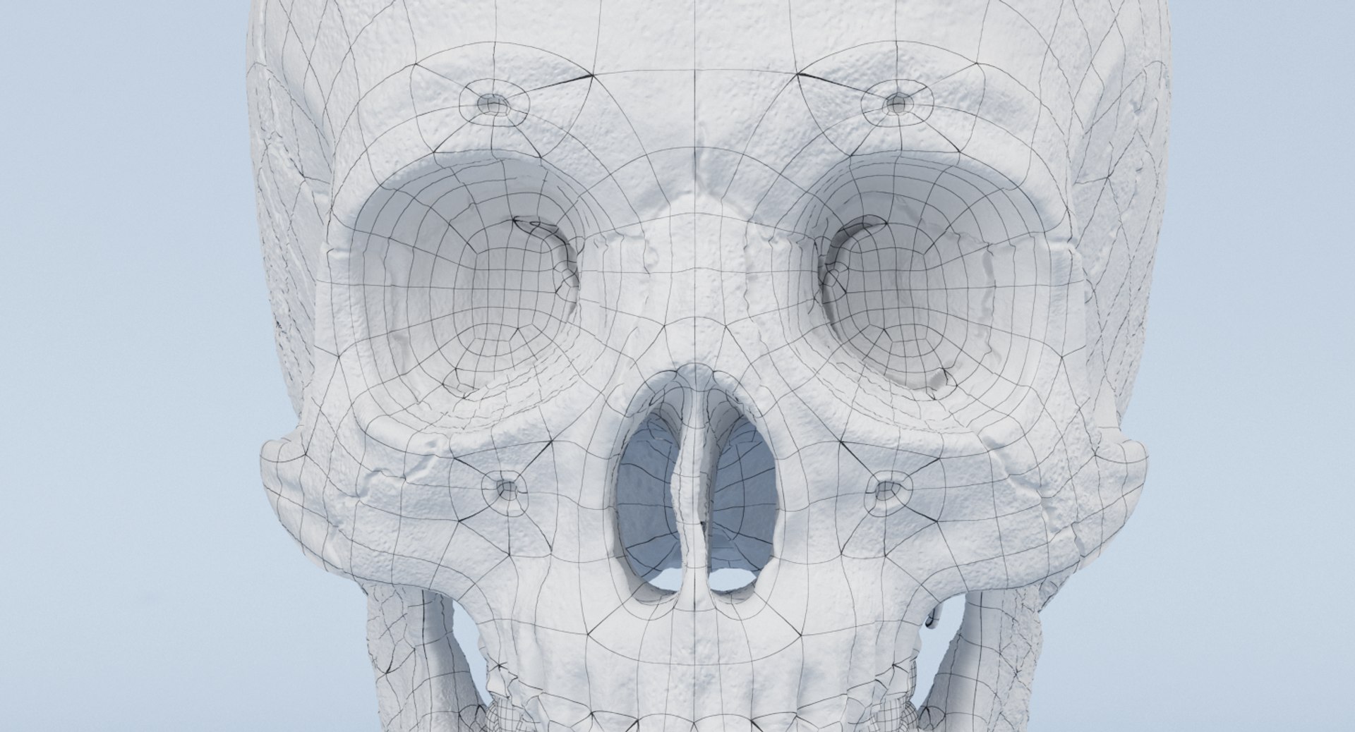 3d Model Of Skull Anatomy