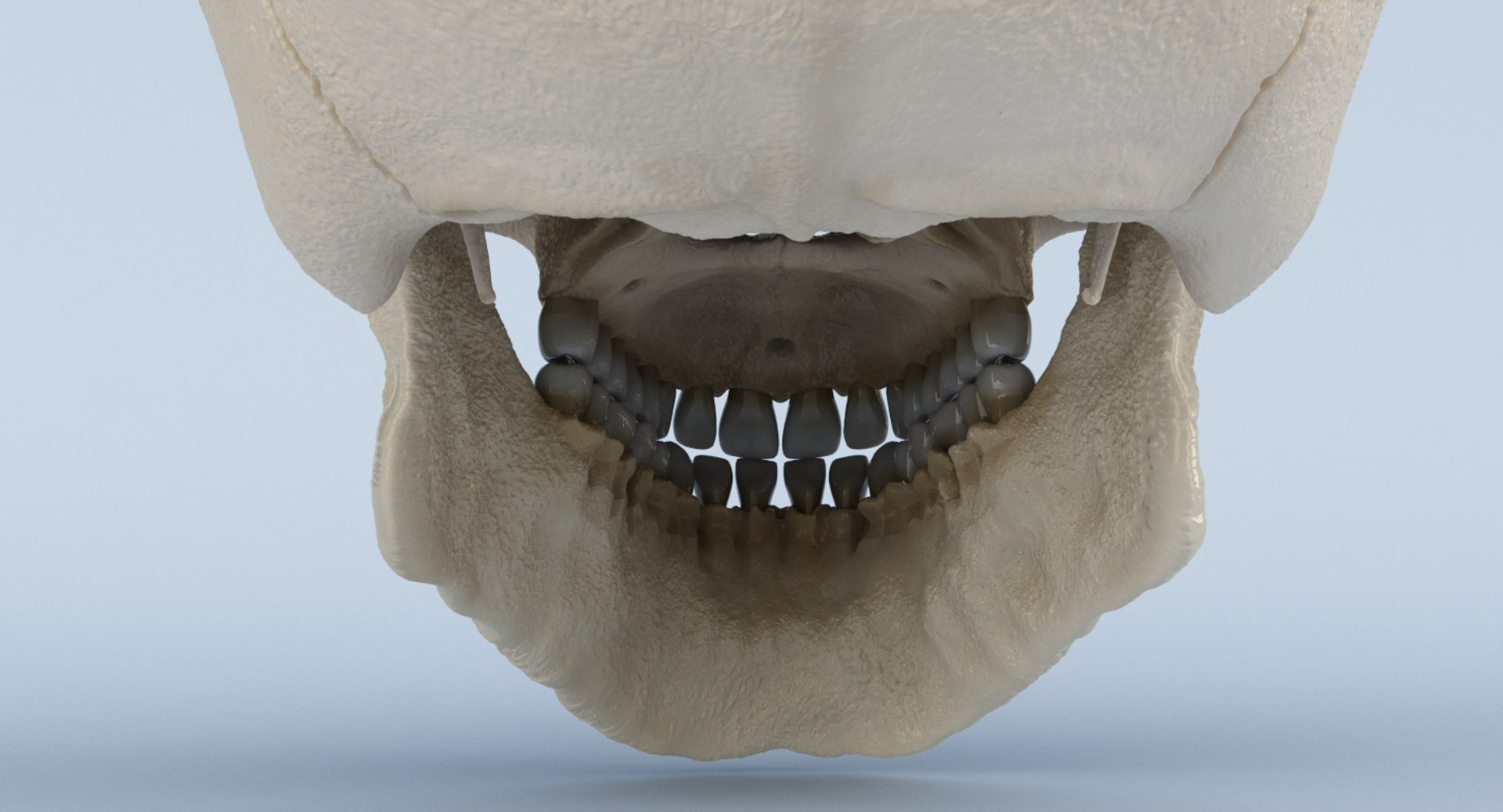 3d model of skull anatomy