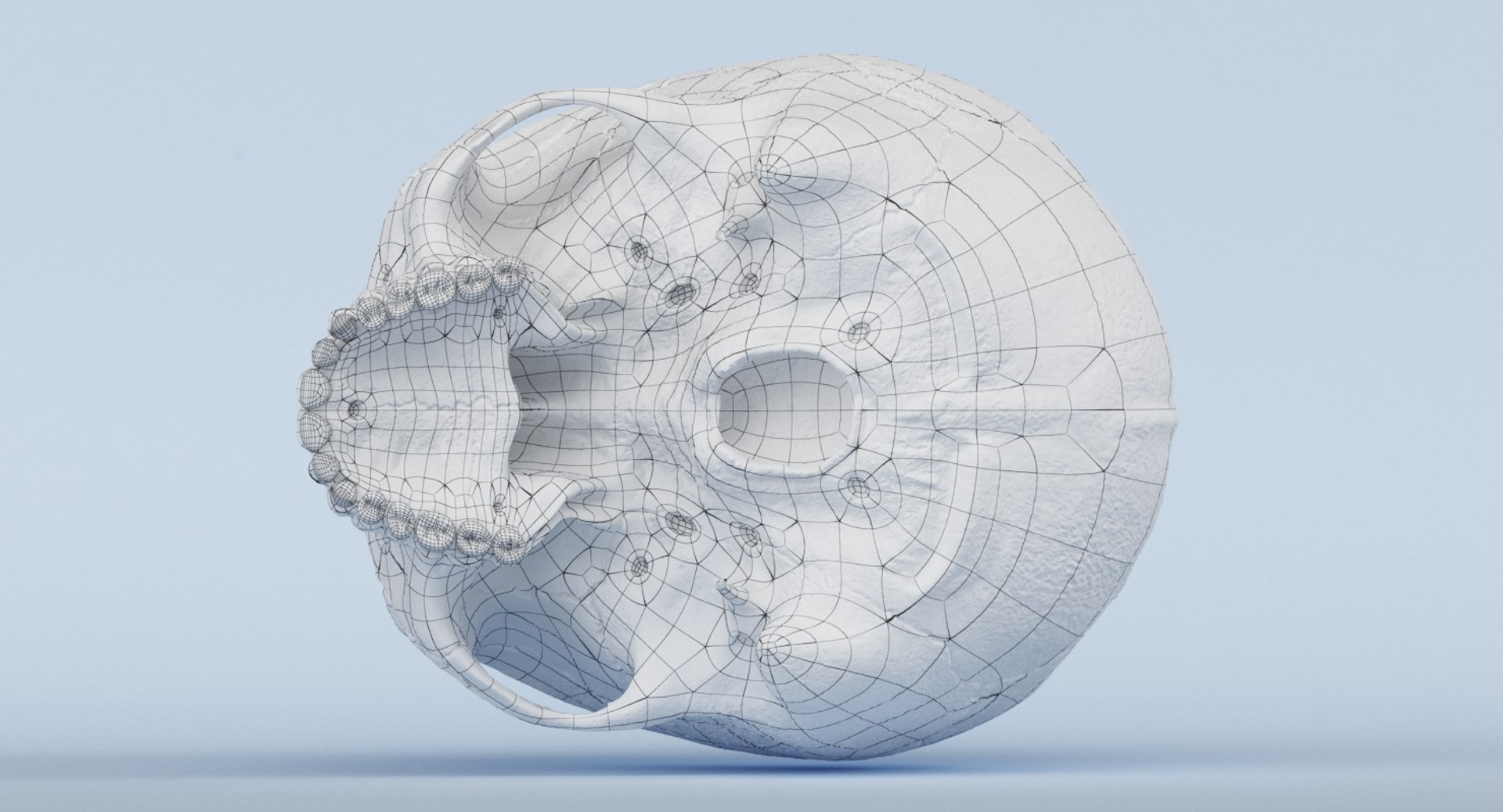 3d Model Of Skull Anatomy