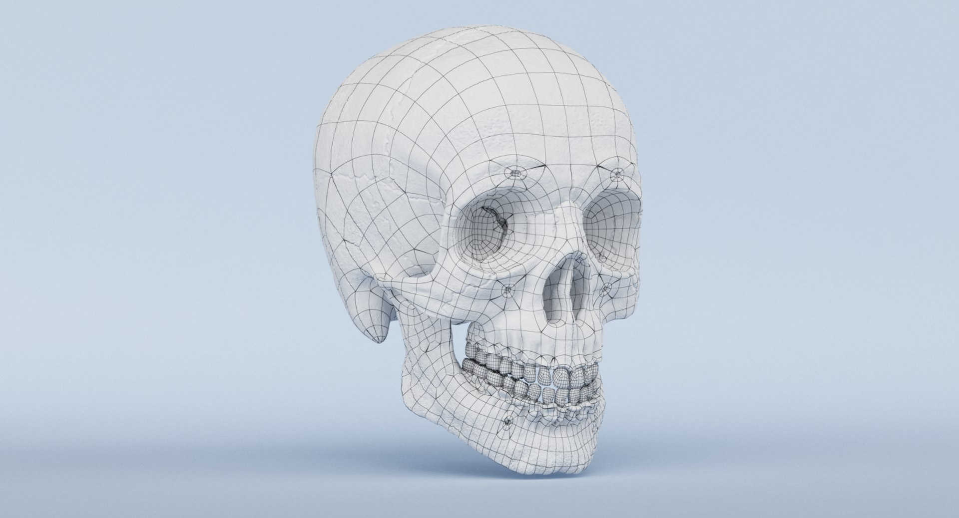3d Model Of Skull Anatomy