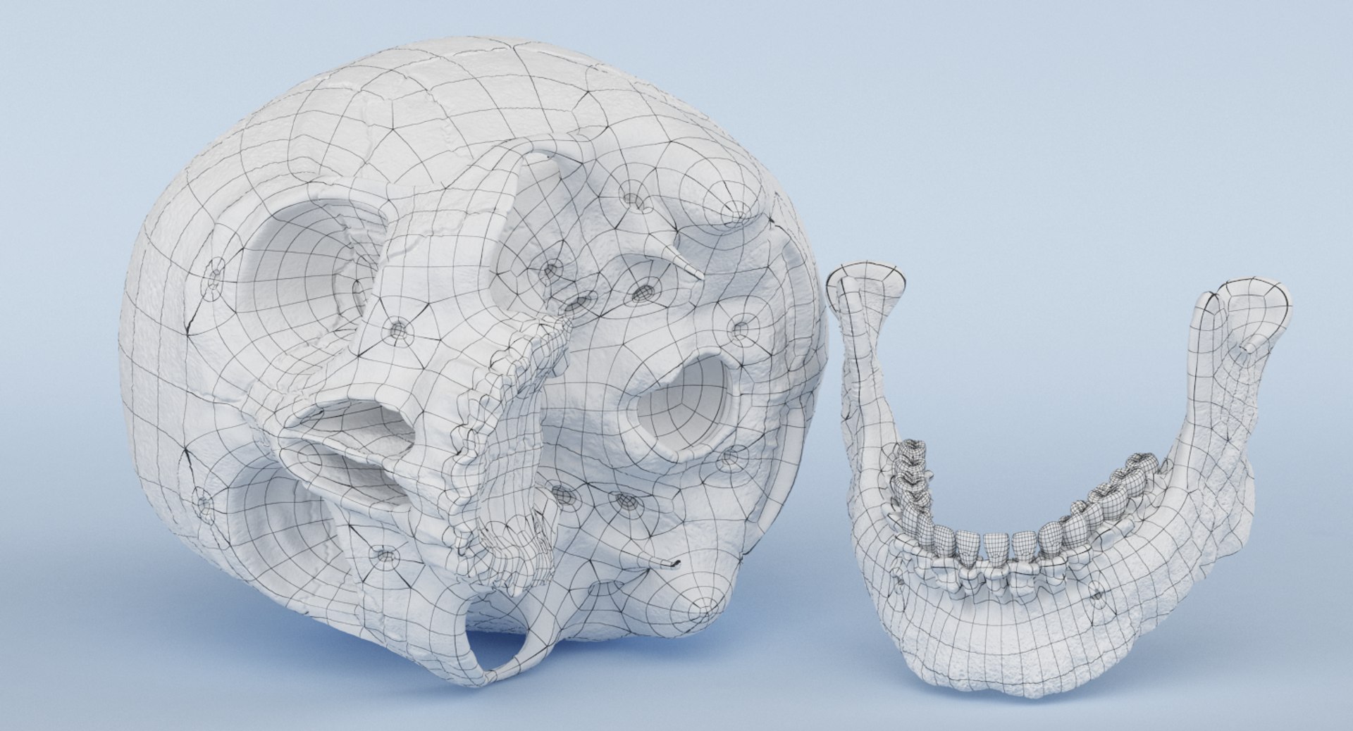 3d Model Of Skull Anatomy