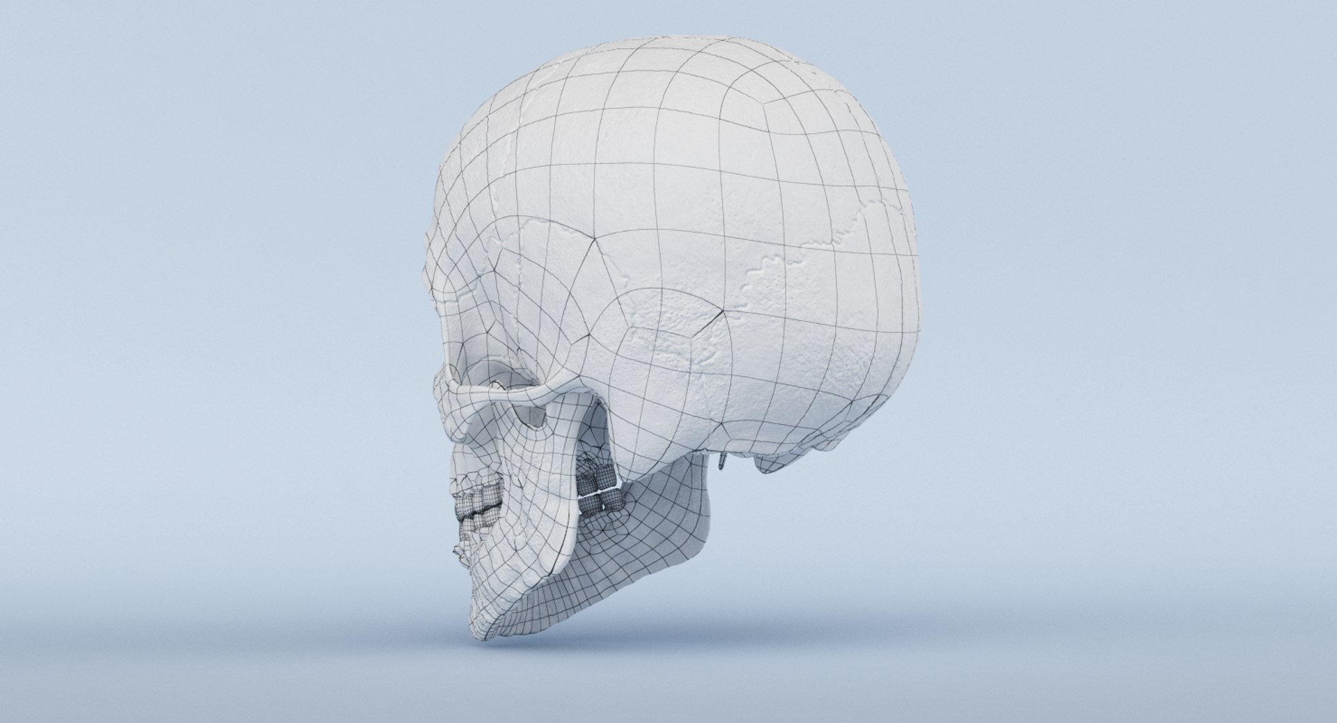 3d Model Of Skull Anatomy