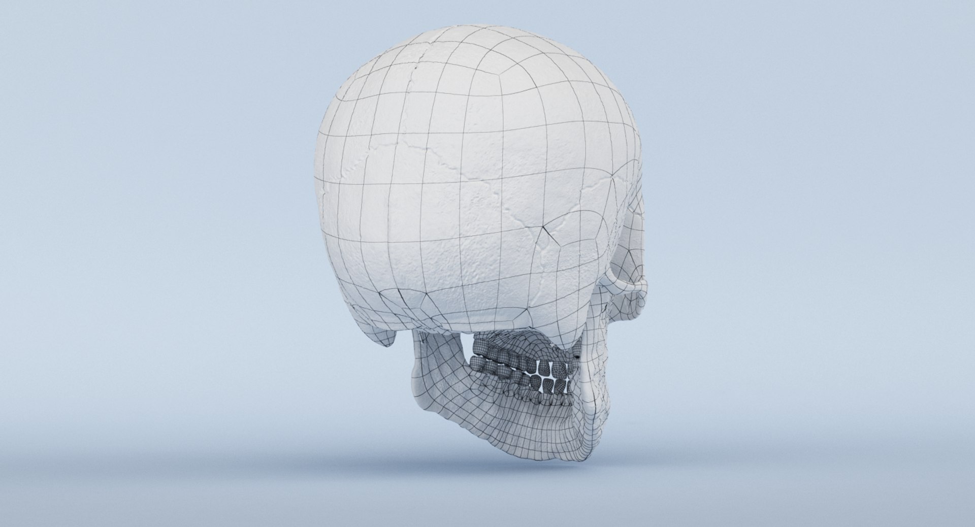3d Model Of Skull Anatomy