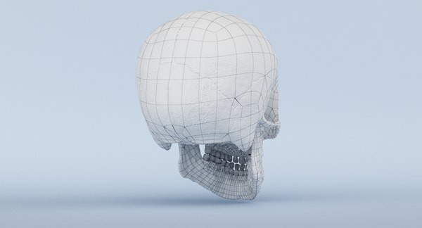 3d model of skull anatomy