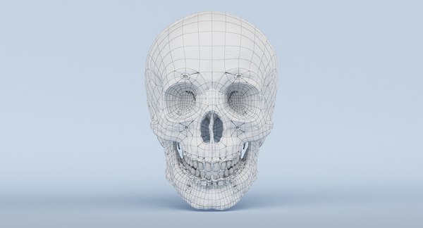 3d model of skull anatomy