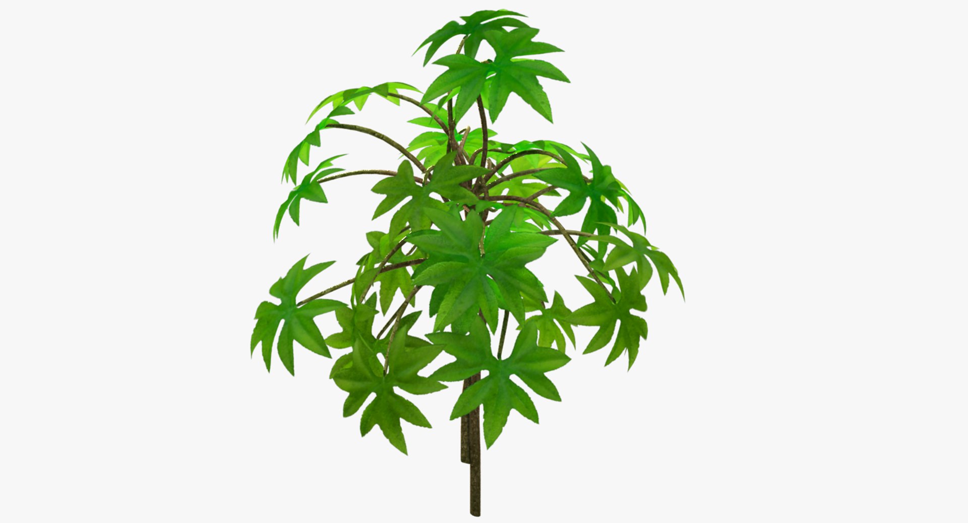 Small Plant 3D Model - TurboSquid 1171980