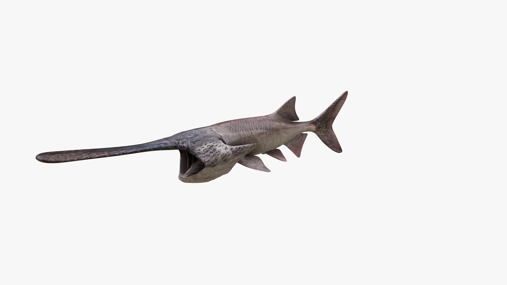 American Paddlefish 3D Model - TurboSquid 1762205