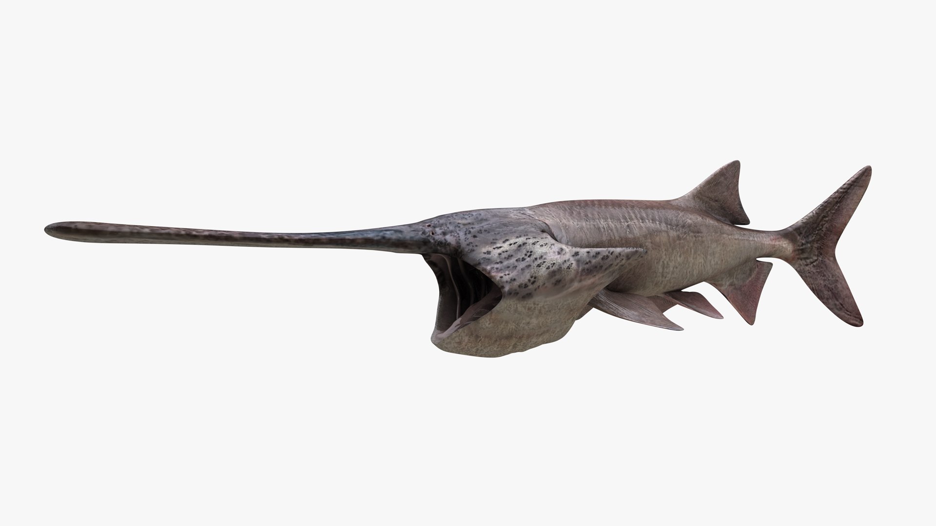American Paddlefish 3D Model - TurboSquid 1762205