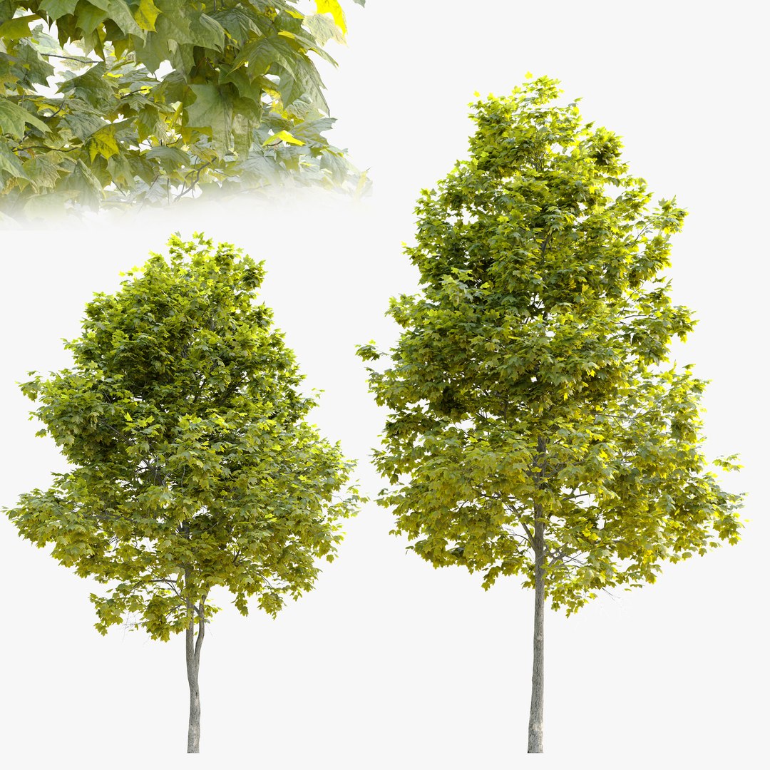 Acer Platanoides Cleveland 3D - TurboSquid 1956697
