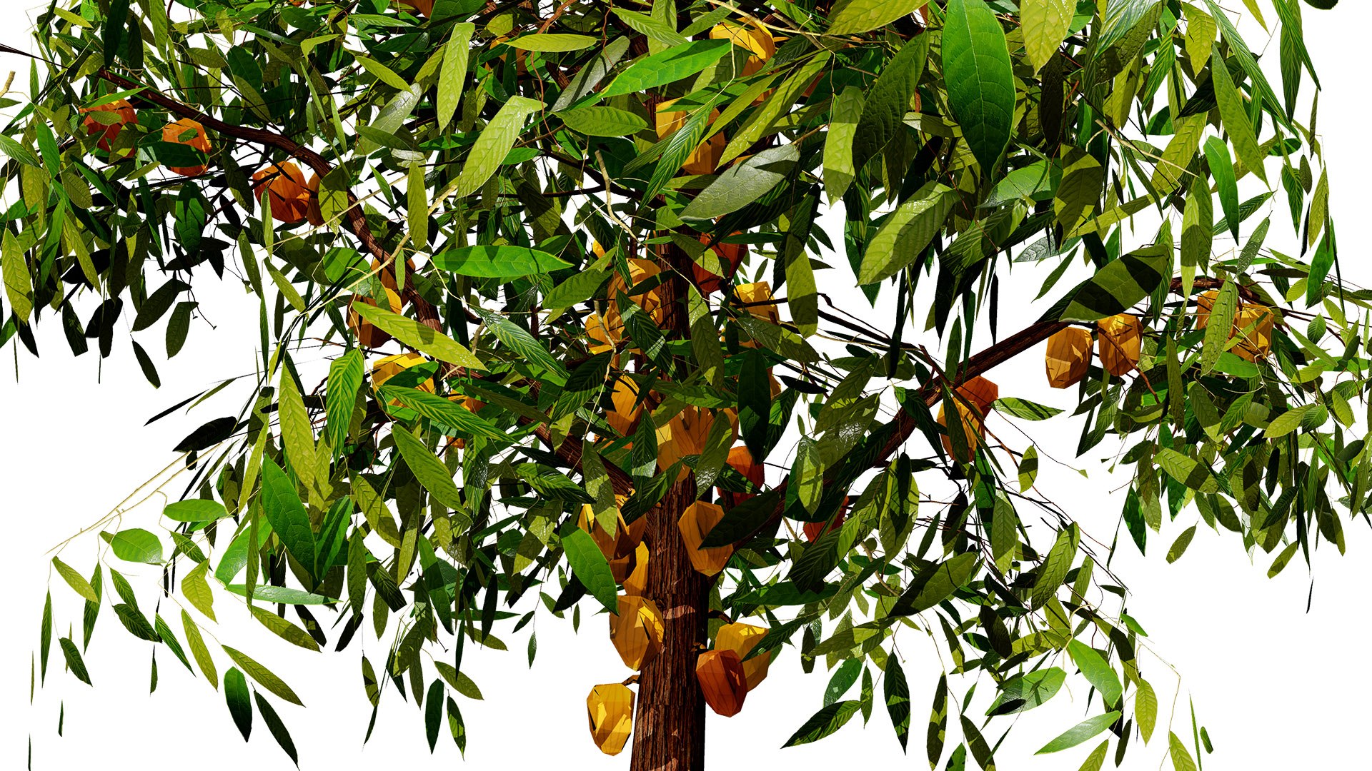 Highly Detailed Cacao Tree 3D Asset 3D Model - TurboSquid 2329567