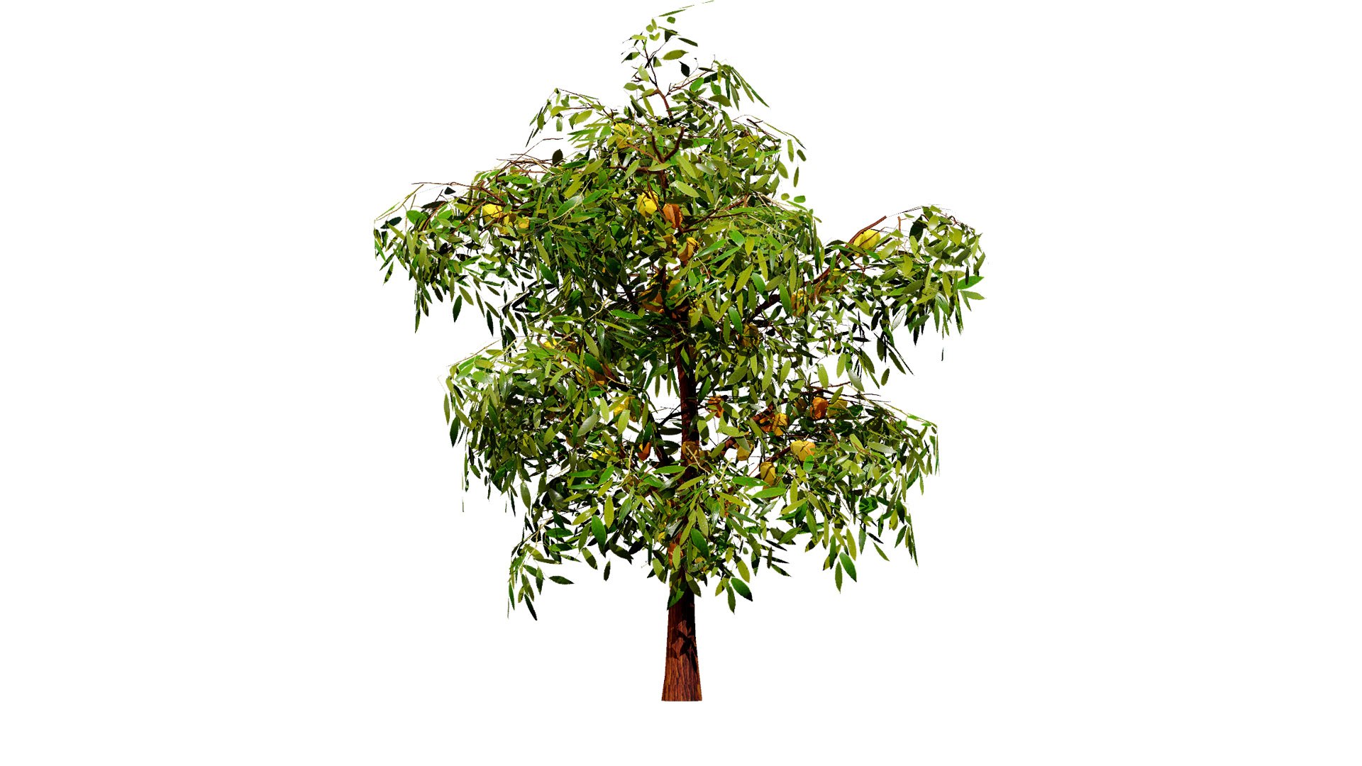 Highly Detailed Cacao Tree 3D Asset 3D Model - TurboSquid 2329567