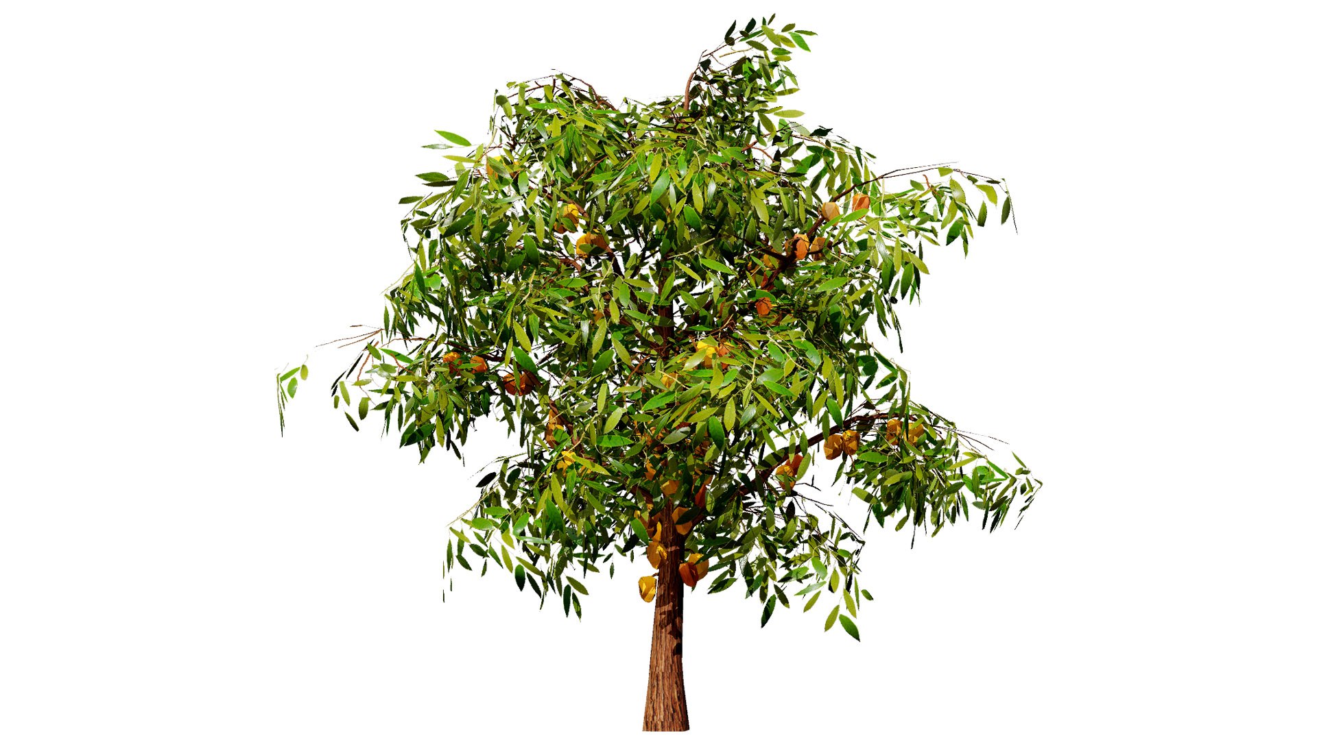 Highly Detailed Cacao Tree 3D Asset 3D Model - TurboSquid 2329567