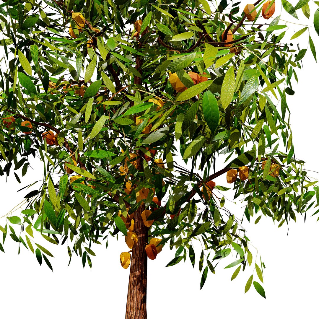 Highly Detailed Cacao Tree 3D Asset 3D Model - TurboSquid 2329567