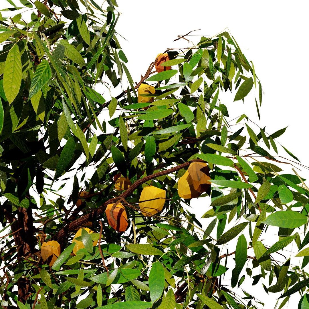 Highly Detailed Cacao Tree 3D Asset 3D Model - TurboSquid 2329567