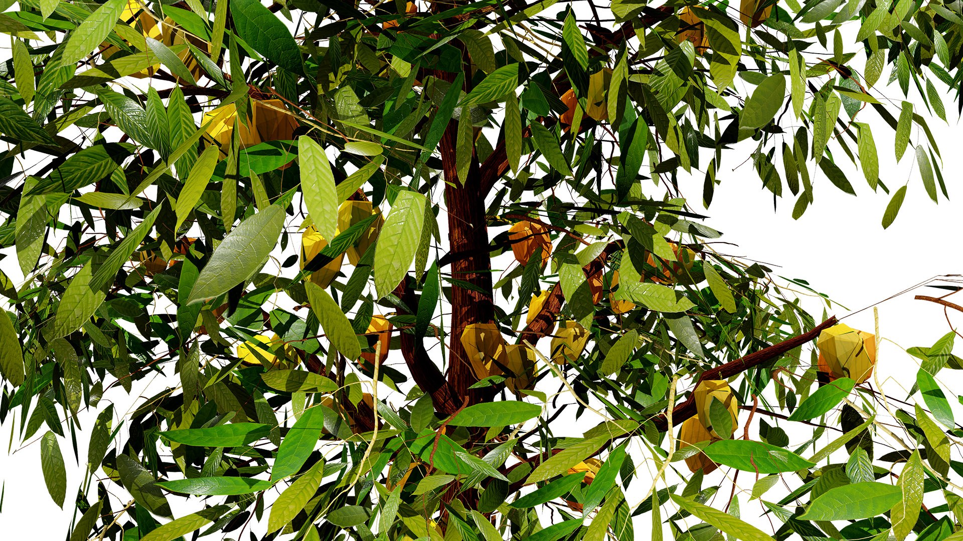 Highly Detailed Cacao Tree 3D Asset 3D Model - TurboSquid 2329567