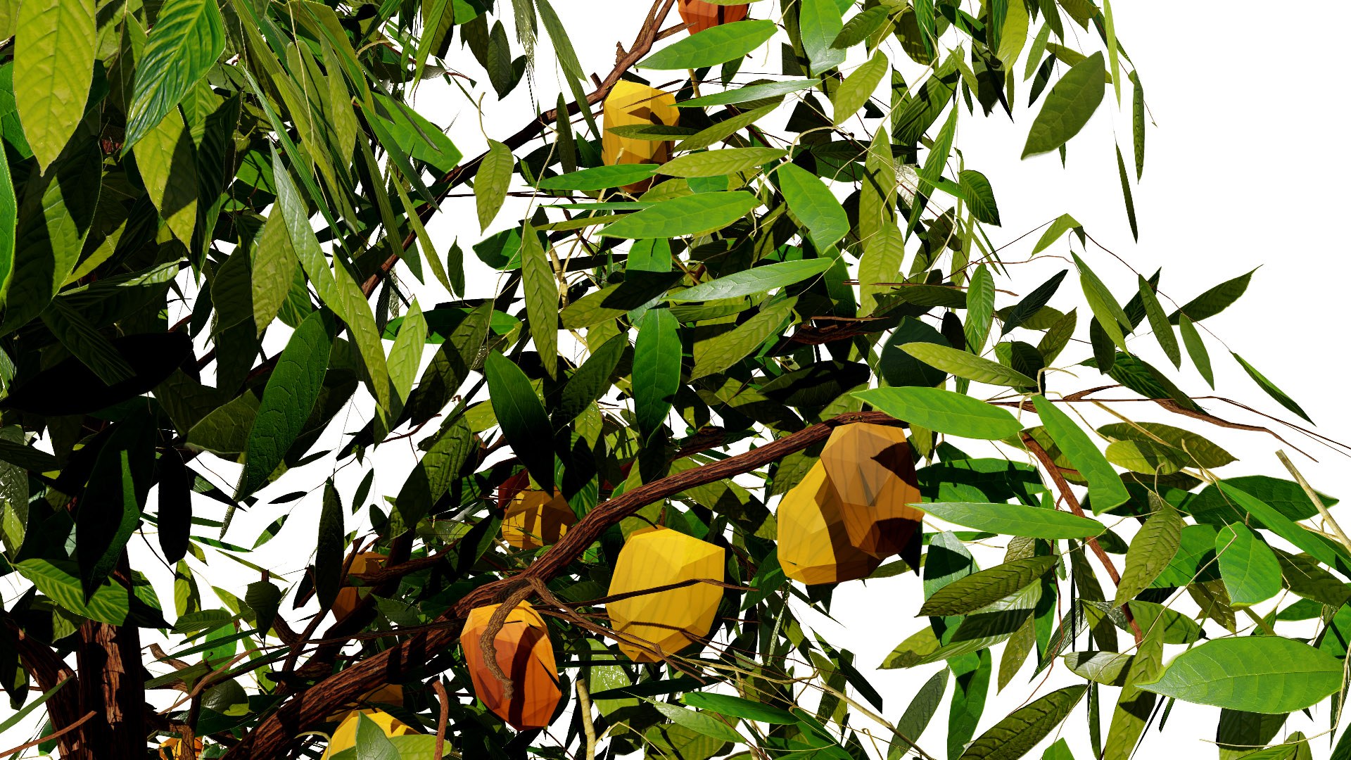 Highly Detailed Cacao Tree 3D Asset 3D Model - TurboSquid 2329567