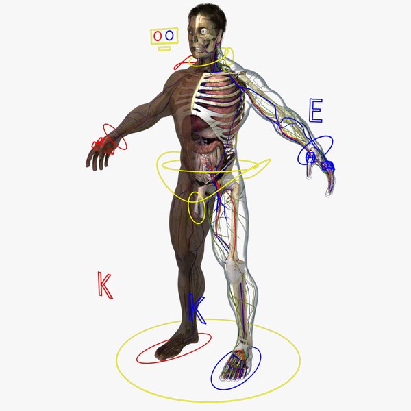 Complete Human Anatomy Unity Models for Download | TurboSquid