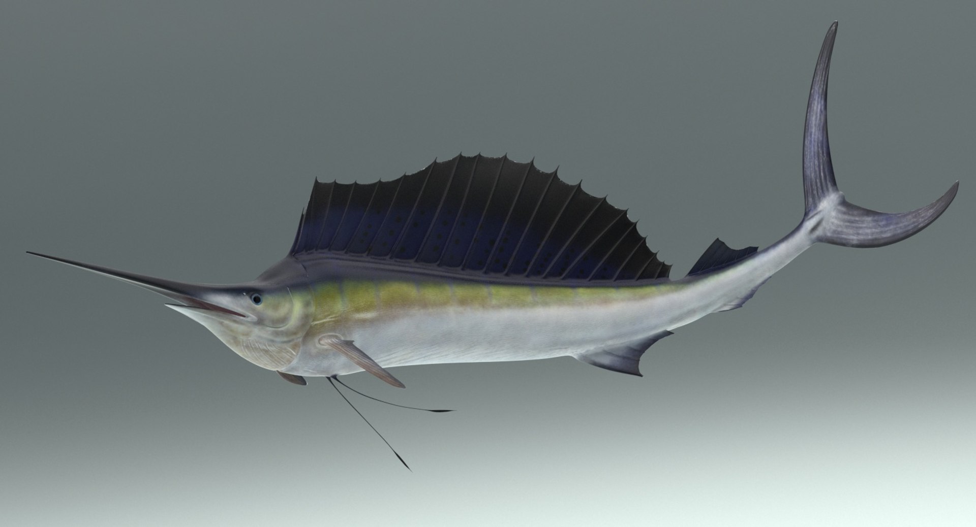 Sailfish rig 3D model - TurboSquid 1244609