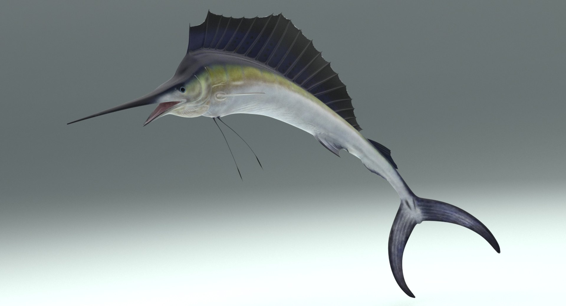 Sailfish rig 3D model - TurboSquid 1244609