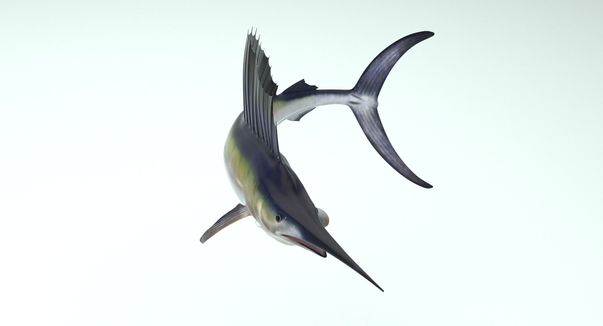 Sailfish rig 3D model - TurboSquid 1244609