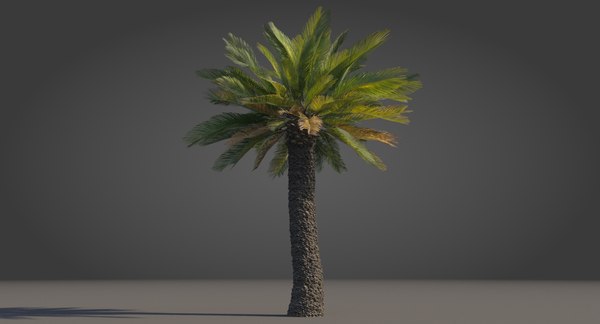 Scan cycad broodboom 3D model - TurboSquid 1387106