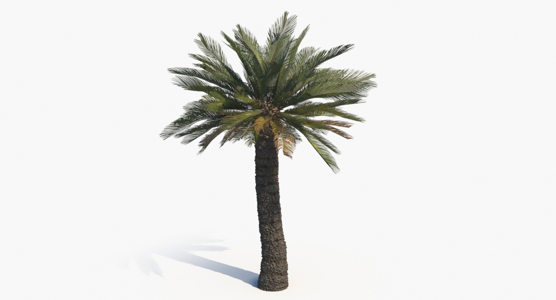 Scan Cycad Broodboom 3D Model - TurboSquid 1387106