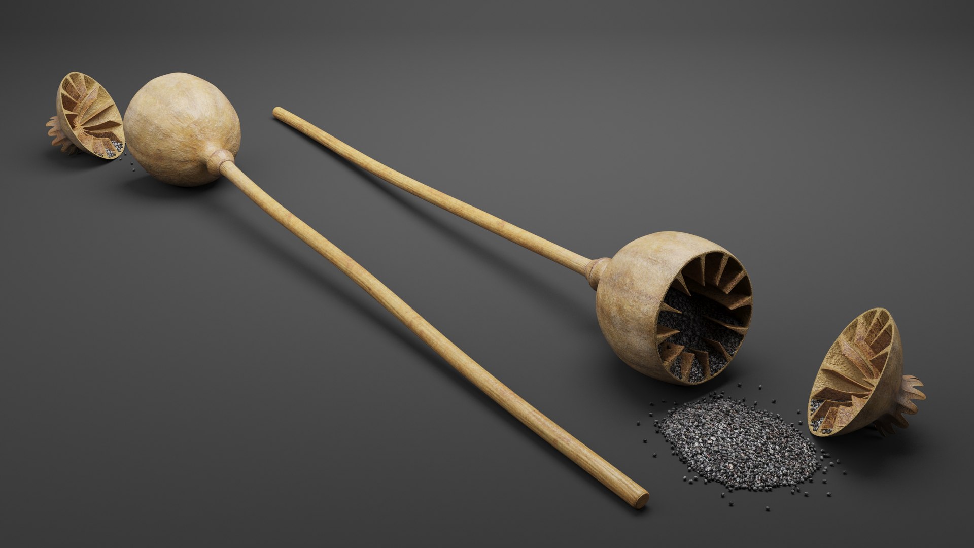 3D Dry Open Poppy Seed Plant Model - TurboSquid 2007288