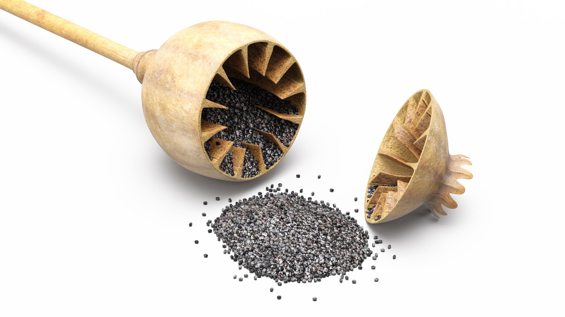 3D Dry Open Poppy Seed Plant Model - TurboSquid 2007288