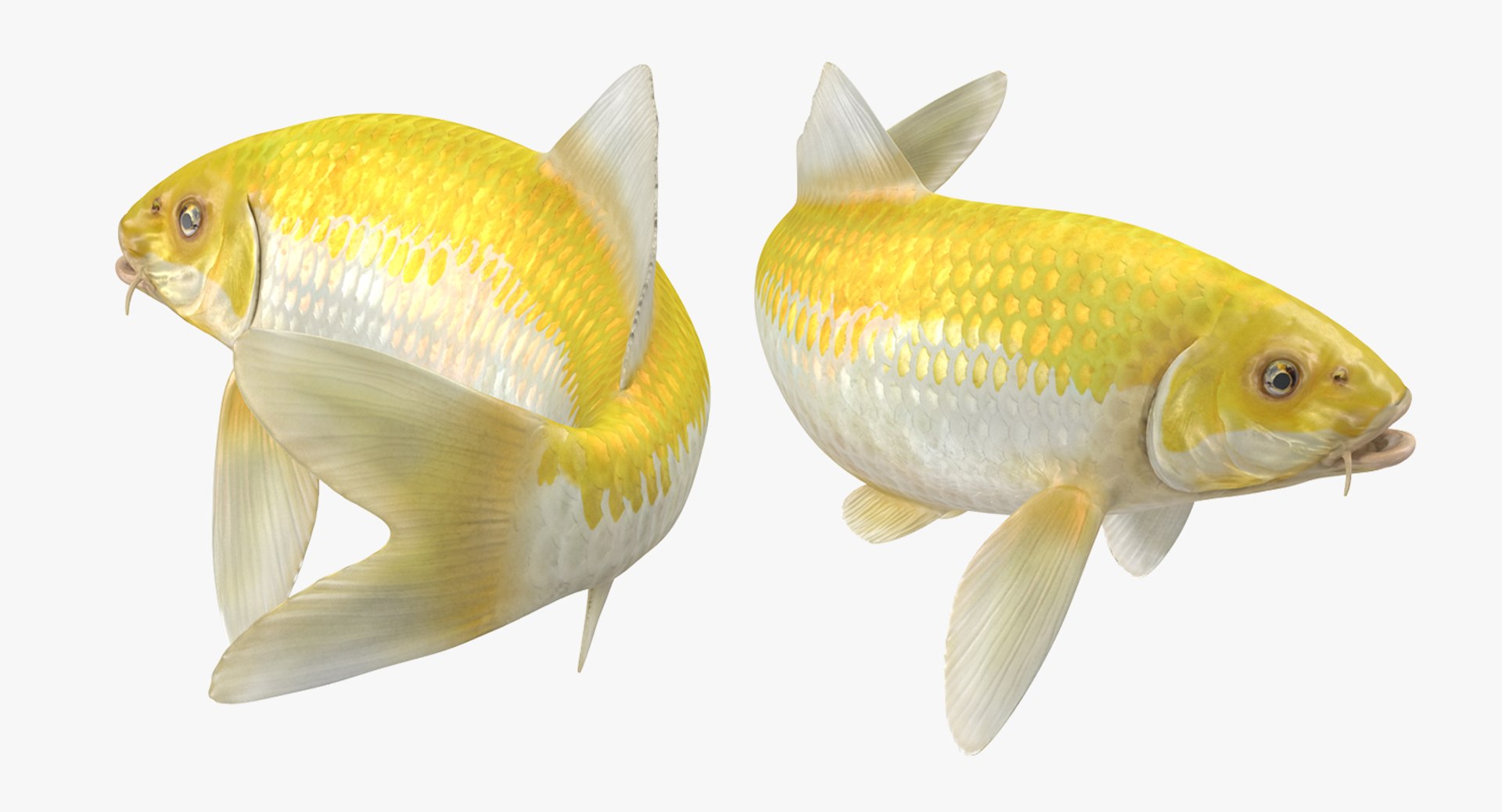 Yellow koi ogon fish 3D model - TurboSquid 1157394