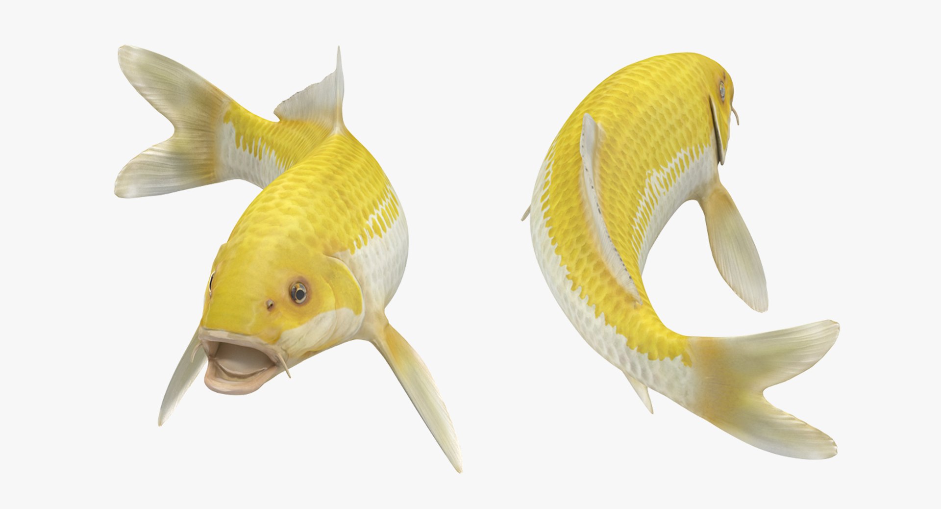 Yellow koi ogon fish 3D model - TurboSquid 1157394