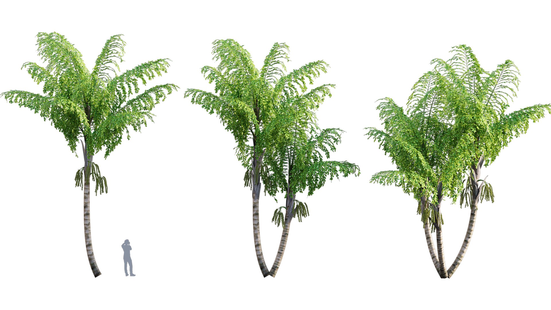 3D Caryota Gigas - Palm 02 - TurboSquid 1782504
