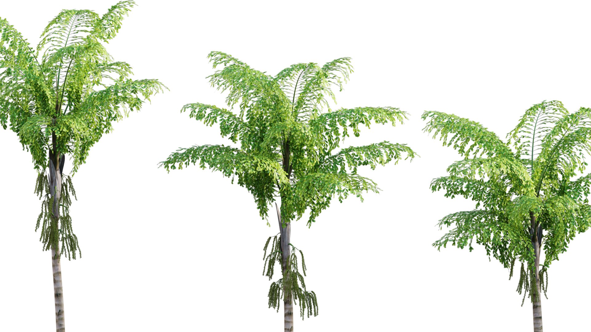 3D Caryota Gigas - Palm 02 - TurboSquid 1782504