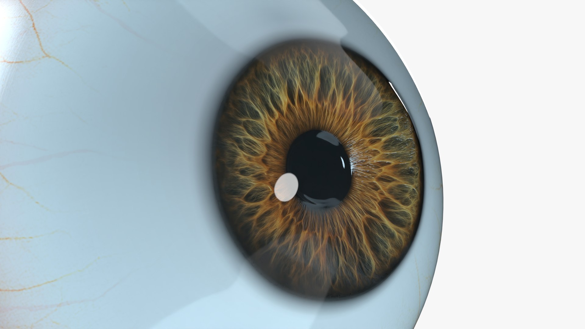 3D 3D Human Eye - TurboSquid 2432016