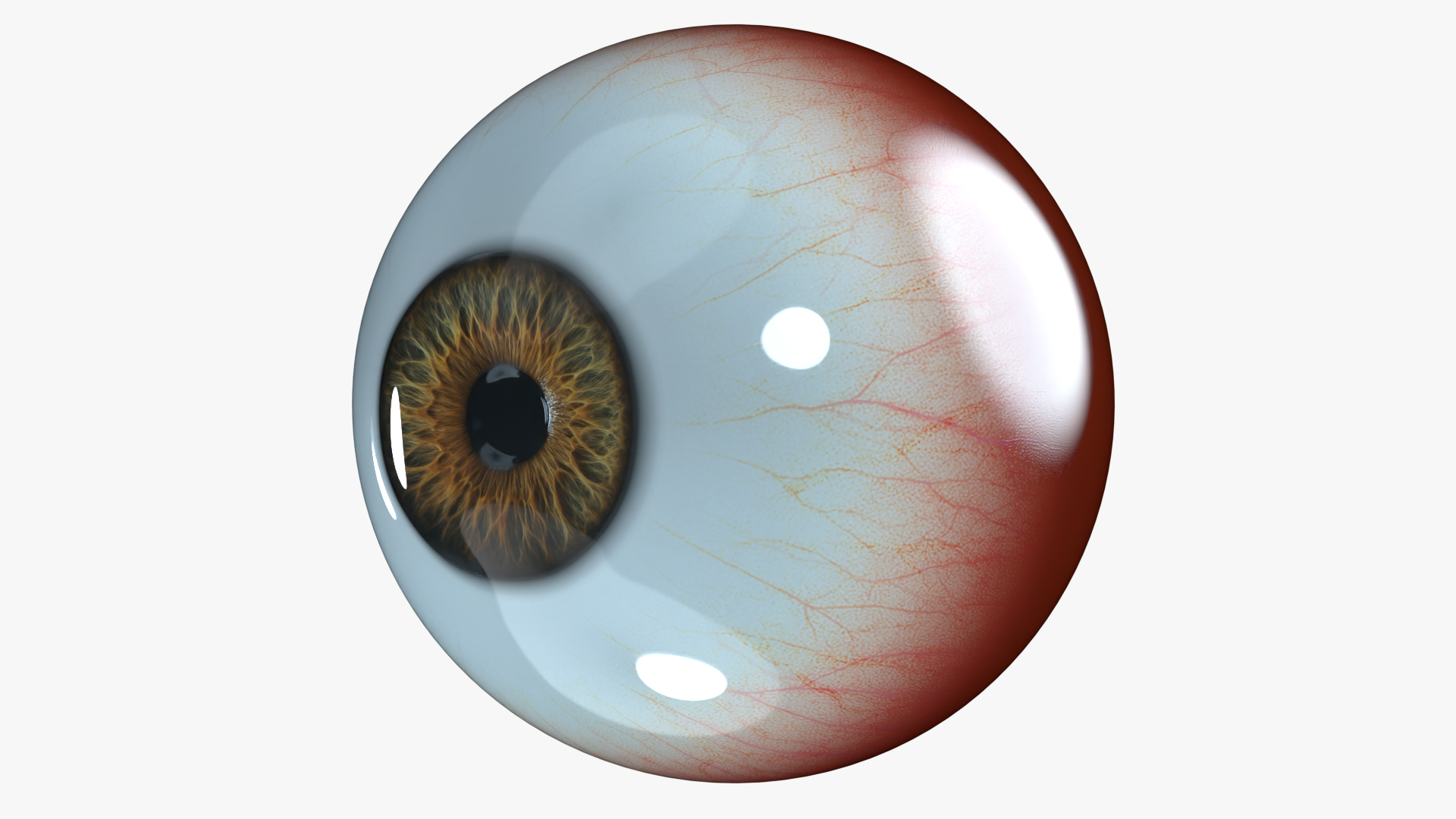 3D 3D Human Eye - TurboSquid 2432016