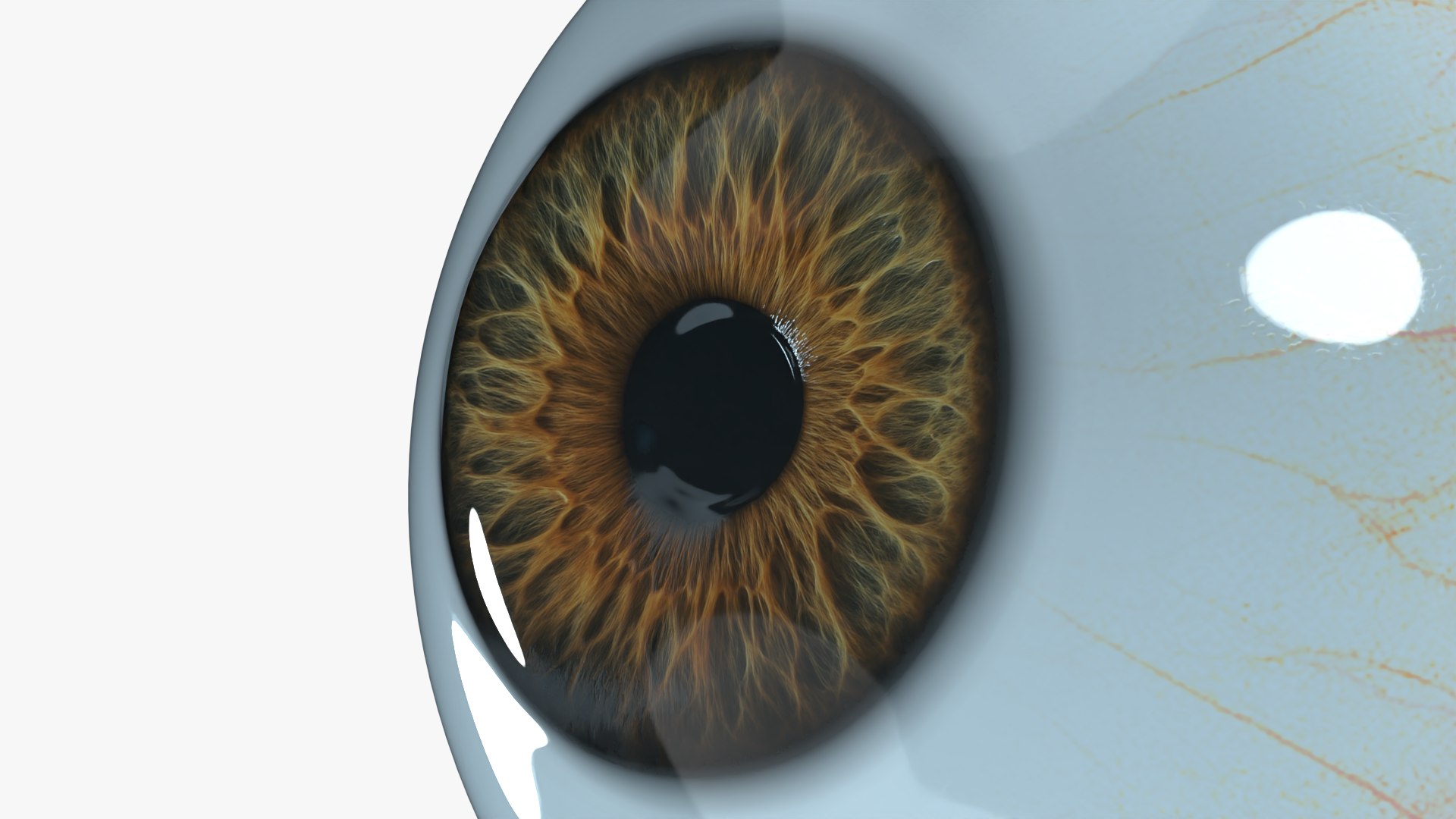 3D 3D Human Eye - TurboSquid 2432016