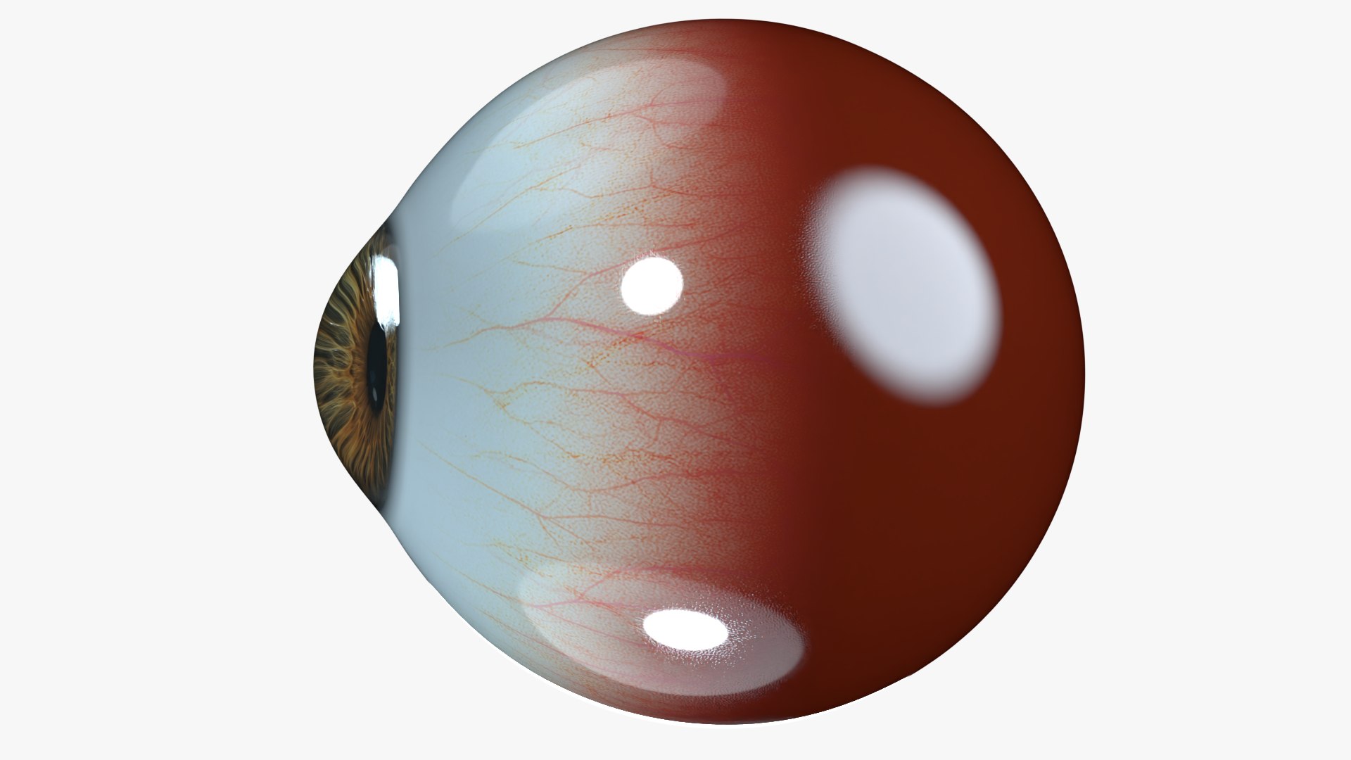 3D 3D Human Eye - TurboSquid 2432016
