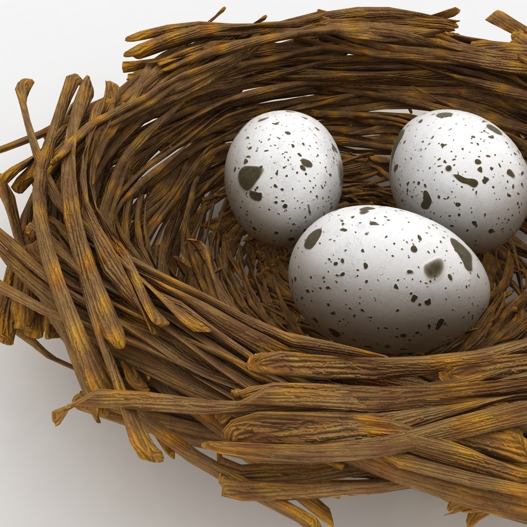 3d Model Bird Nest