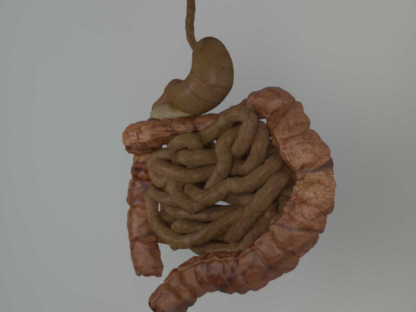 Max Human Intestines