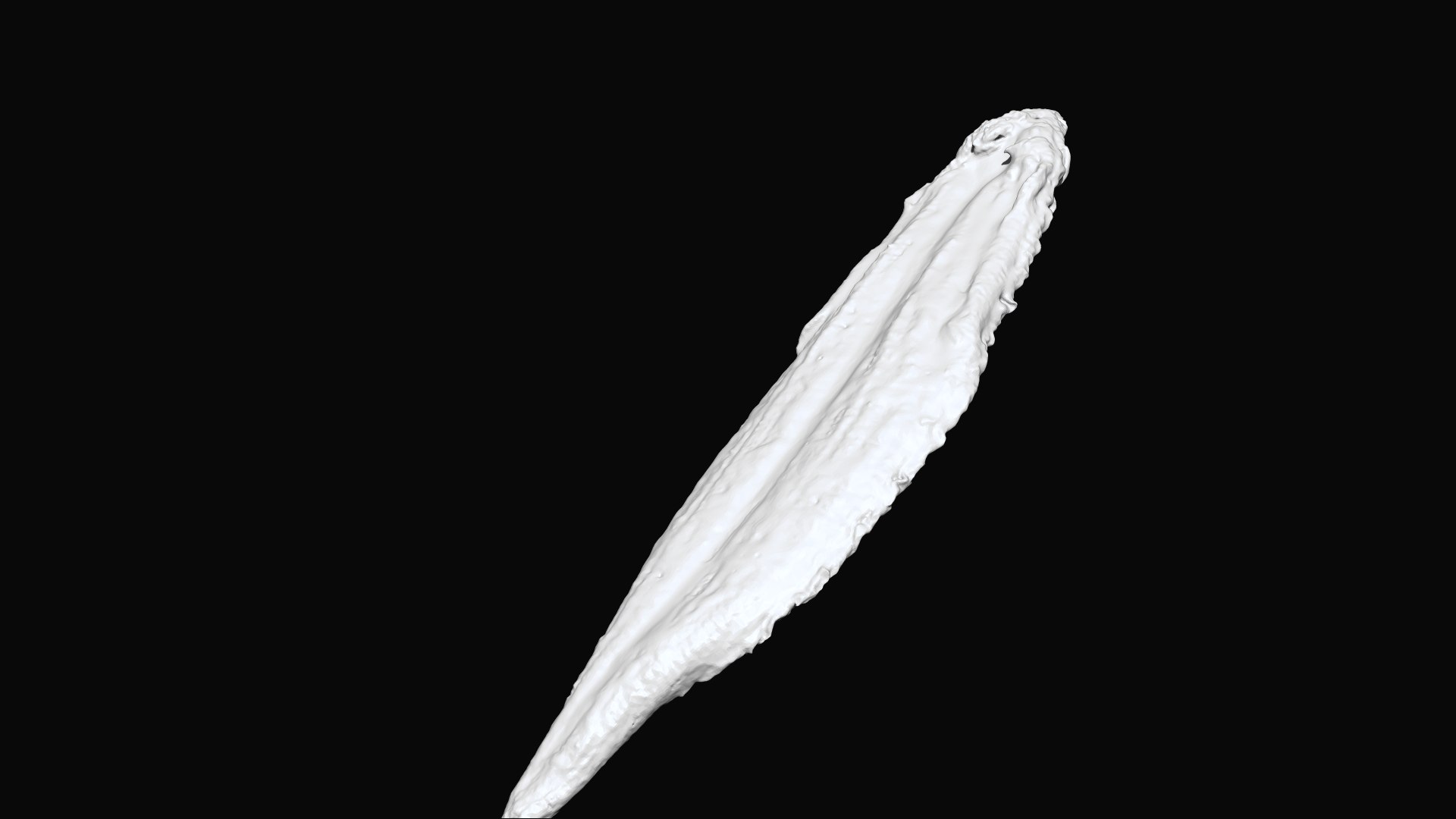 Grilled Eel 3D CT Scan Model Decimate 30 Percent Model - TurboSquid 1965576