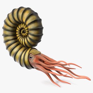 3D Ammonite Models - Browse & Download Formats - TurboSquid