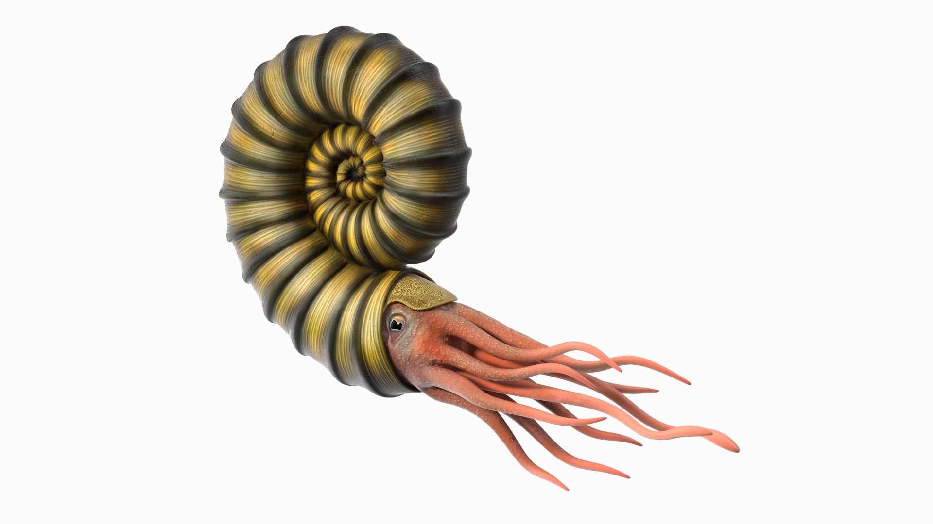 Ammonite 3D Model - TurboSquid 2201879