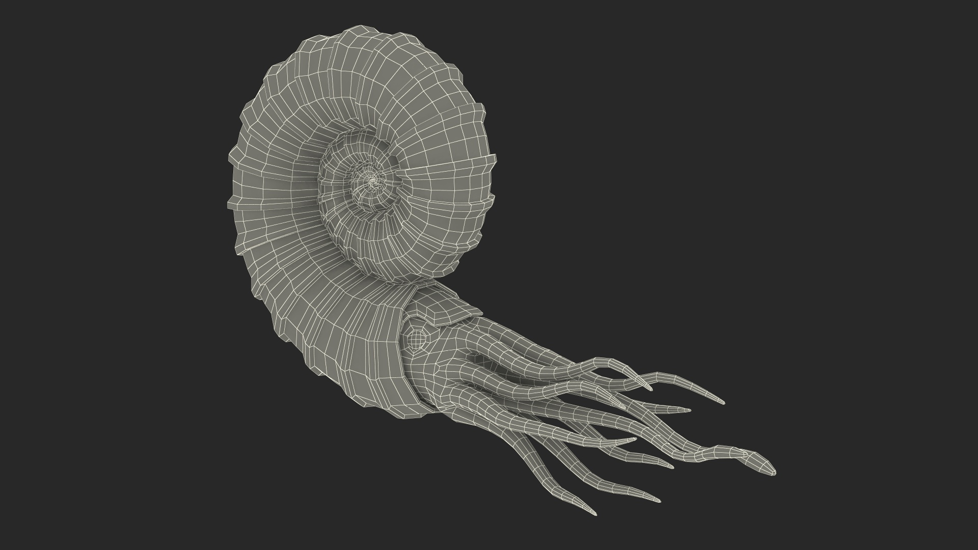 Ammonite 3D Model - TurboSquid 2201879