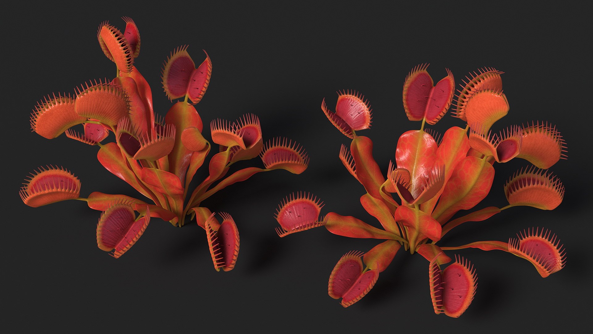 Red Dragon Venus Flytrap 3D Model - TurboSquid 2236643